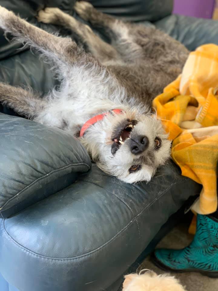 Blog - Big Brown Paws