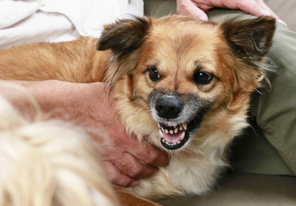 Resource Guarding - Big Brown Paws